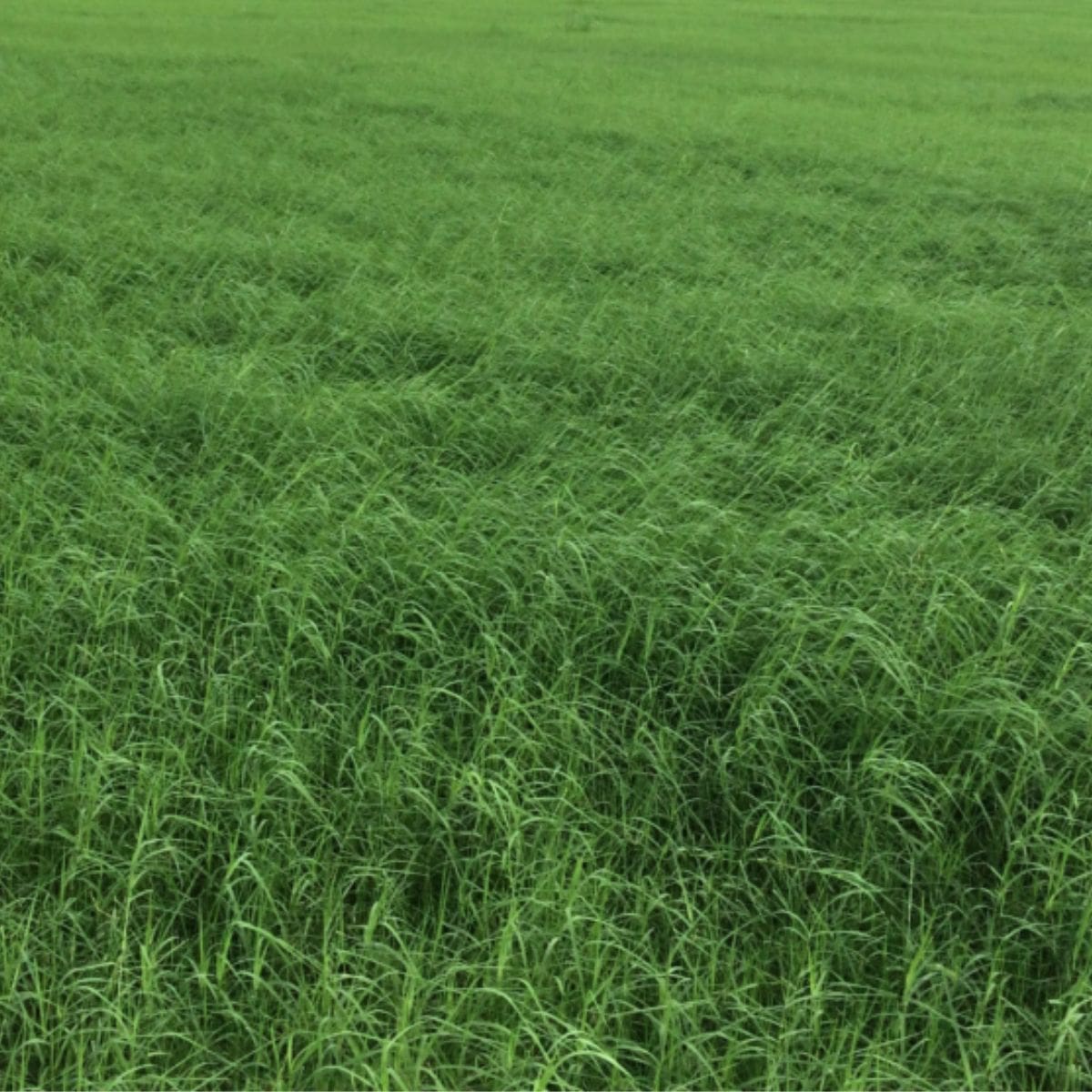 Características Agronômicas do Jiggs | Viver Grass Forragens