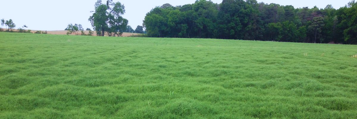 Mudas de Grama Jiggs | Viver Grass Forragens